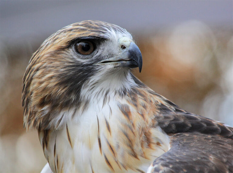 Our Resident Animals | Quogue Wildlife Refuge