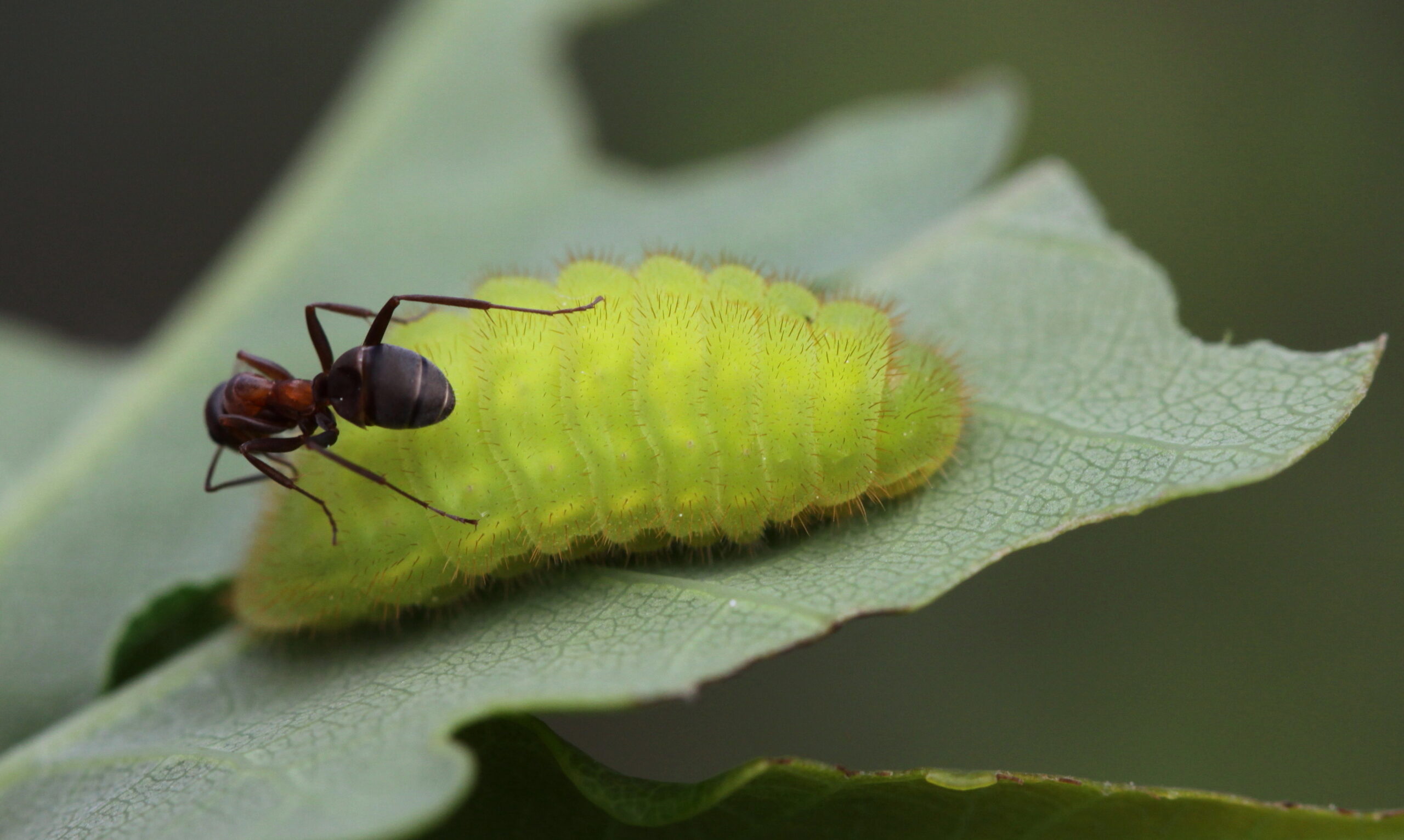 Creature Feature: Spring Azure (Celastrina ladon) | Quogue Wildlife Refuge