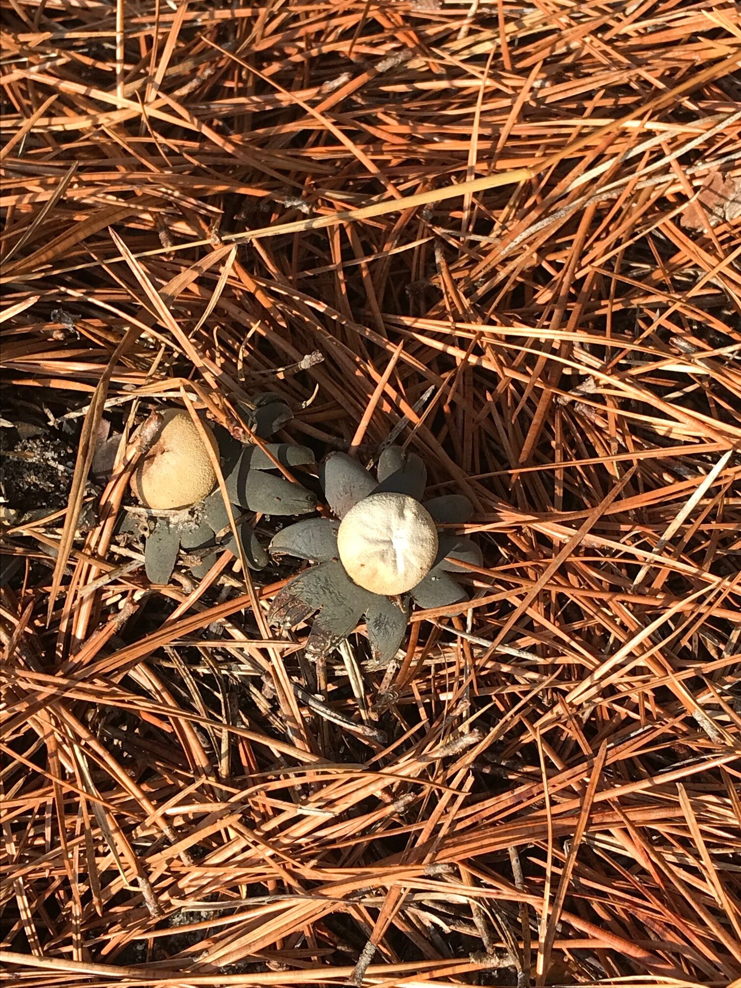 Secret Life of the Barometer Earthstar (Genus Astraeus) | Quogue ...