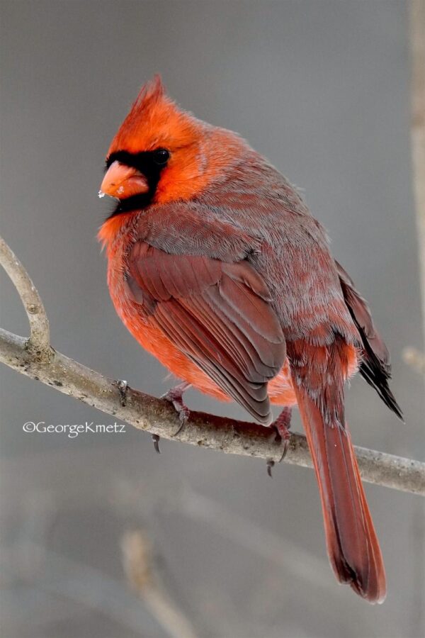 Creature Feature: Northern Cardinal (Cardinalis cardinalis) | Quogue ...