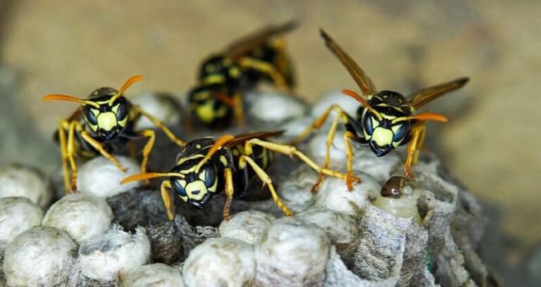 The Wonder of Wasps | Quogue Wildlife Refuge