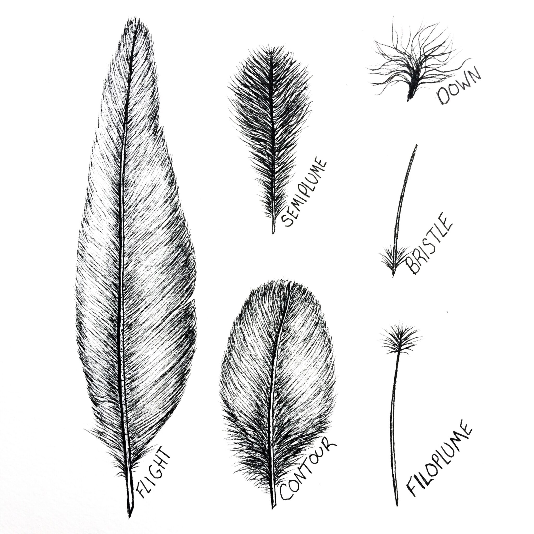 Feathers ~ A Journey Through Time | Quogue Wildlife Refuge